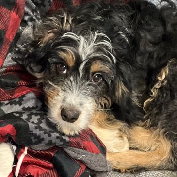 Availability | Island Canines