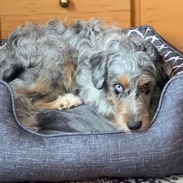 Availability | Island Canines