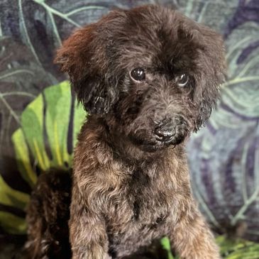 Availability | Island Canines