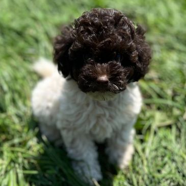 Availability | Island Canines