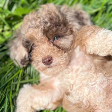 Availability | Island Canines