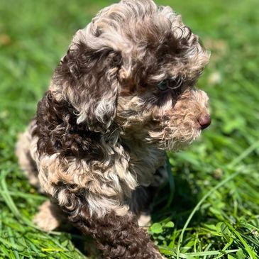 Availability | Island Canines