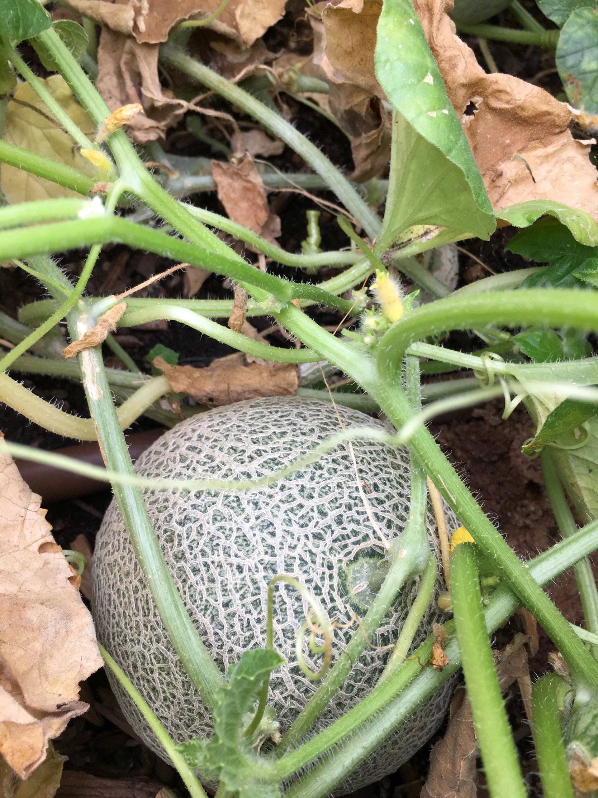 Three Reasons You Can Find Me in a Garden