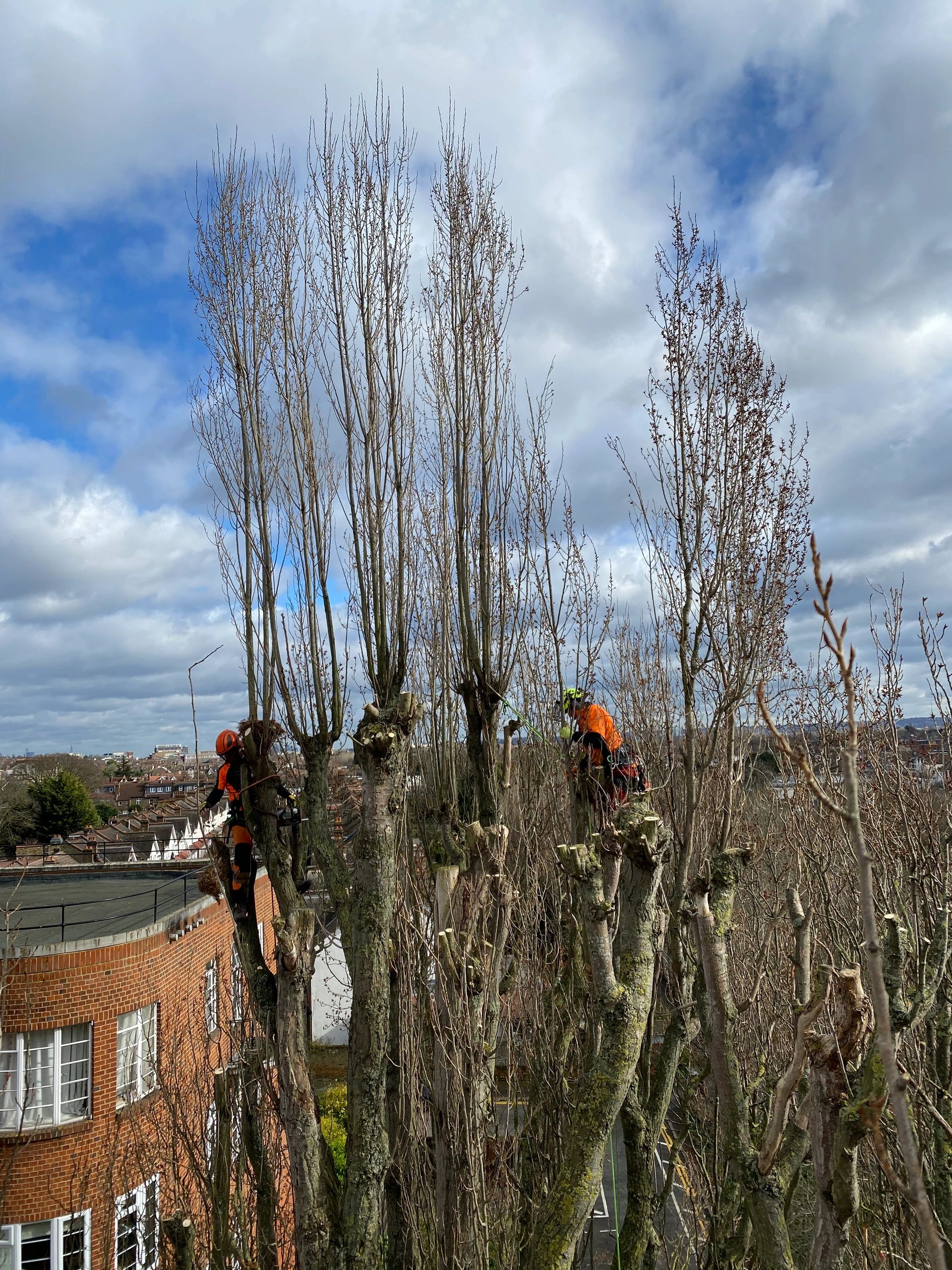 Kent county tree care ltd