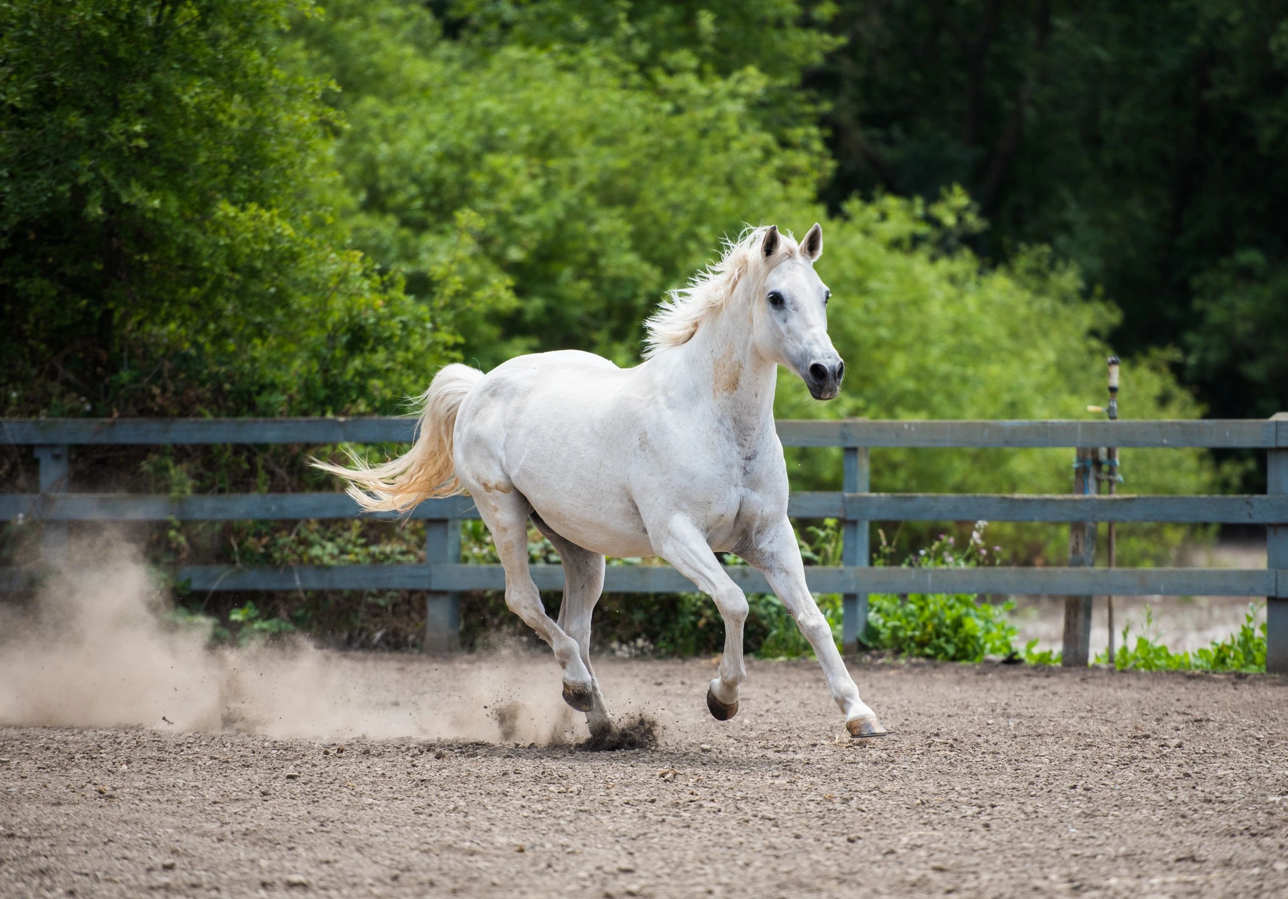 Beach Lake Stable & Camp Delta | Horse Boarding & Camping