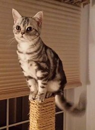 bacash.net - American Shorthair Silver Tabby's, Cattery