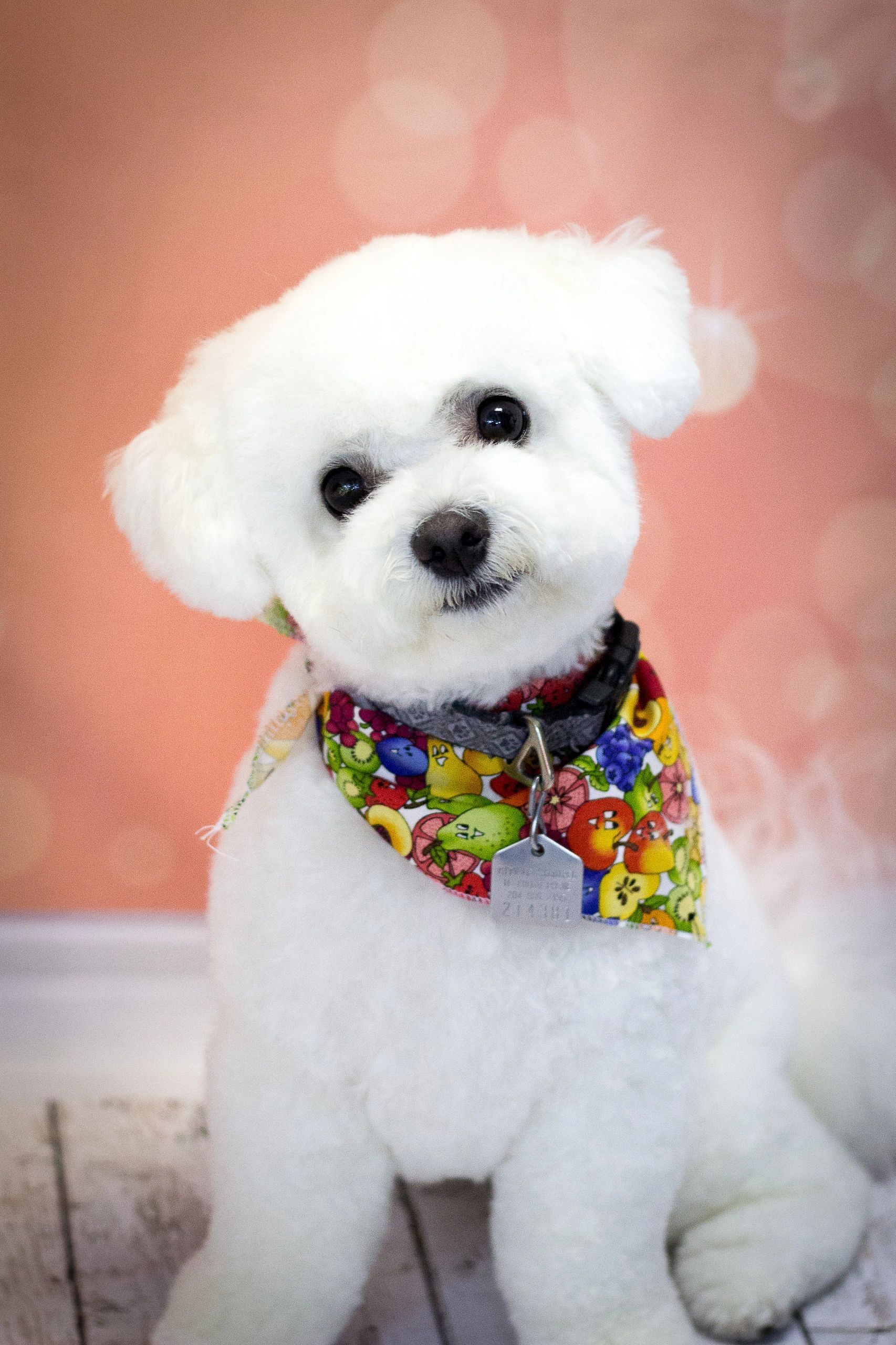 Price List | Dapper Dogs