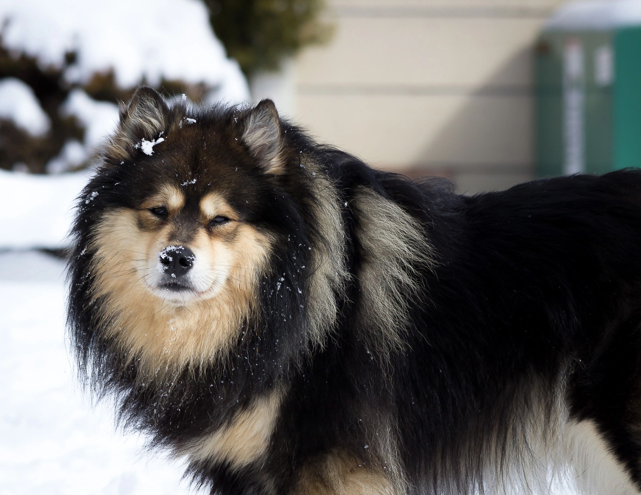 Price List | Dapper Dogs