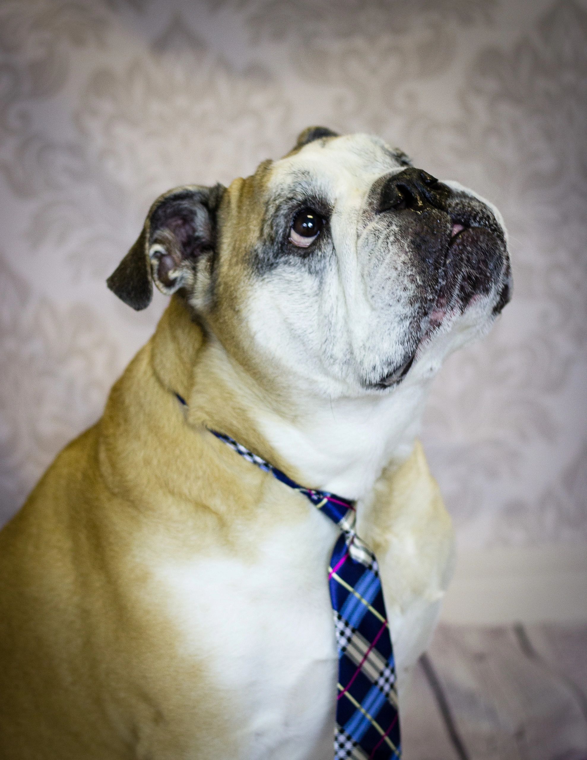 Price List | Dapper Dogs