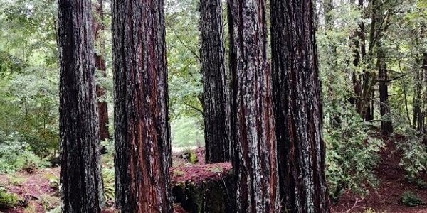 Redwood Forest Institute