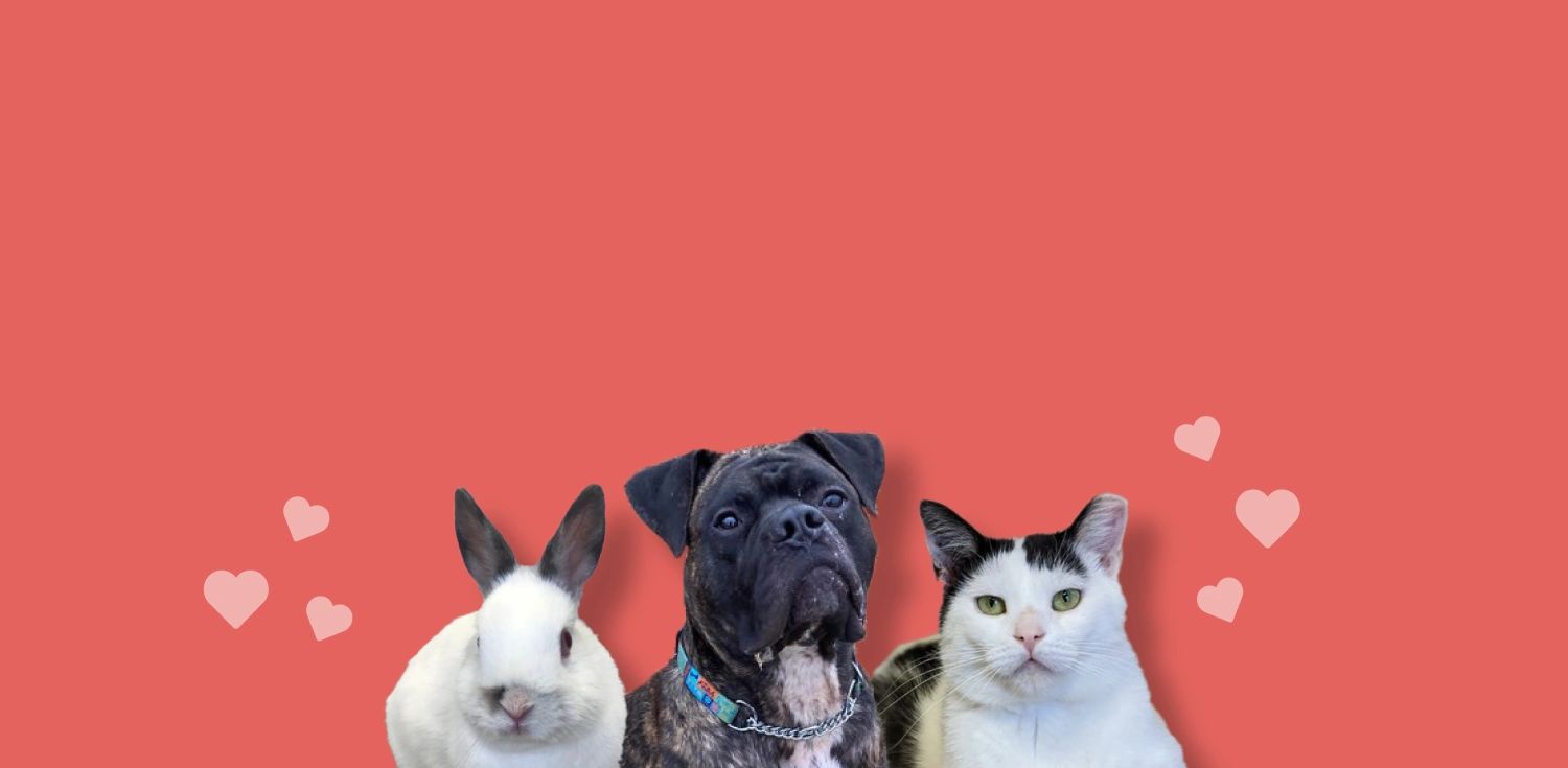 Foster a Small Animal