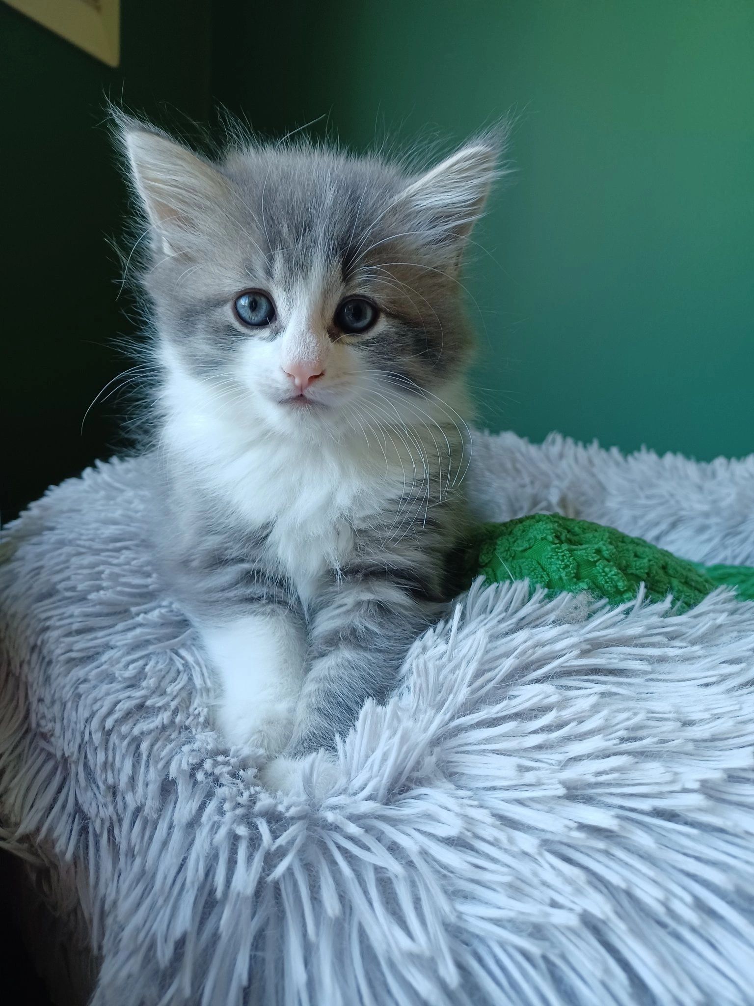 Alliston & District Humane Society