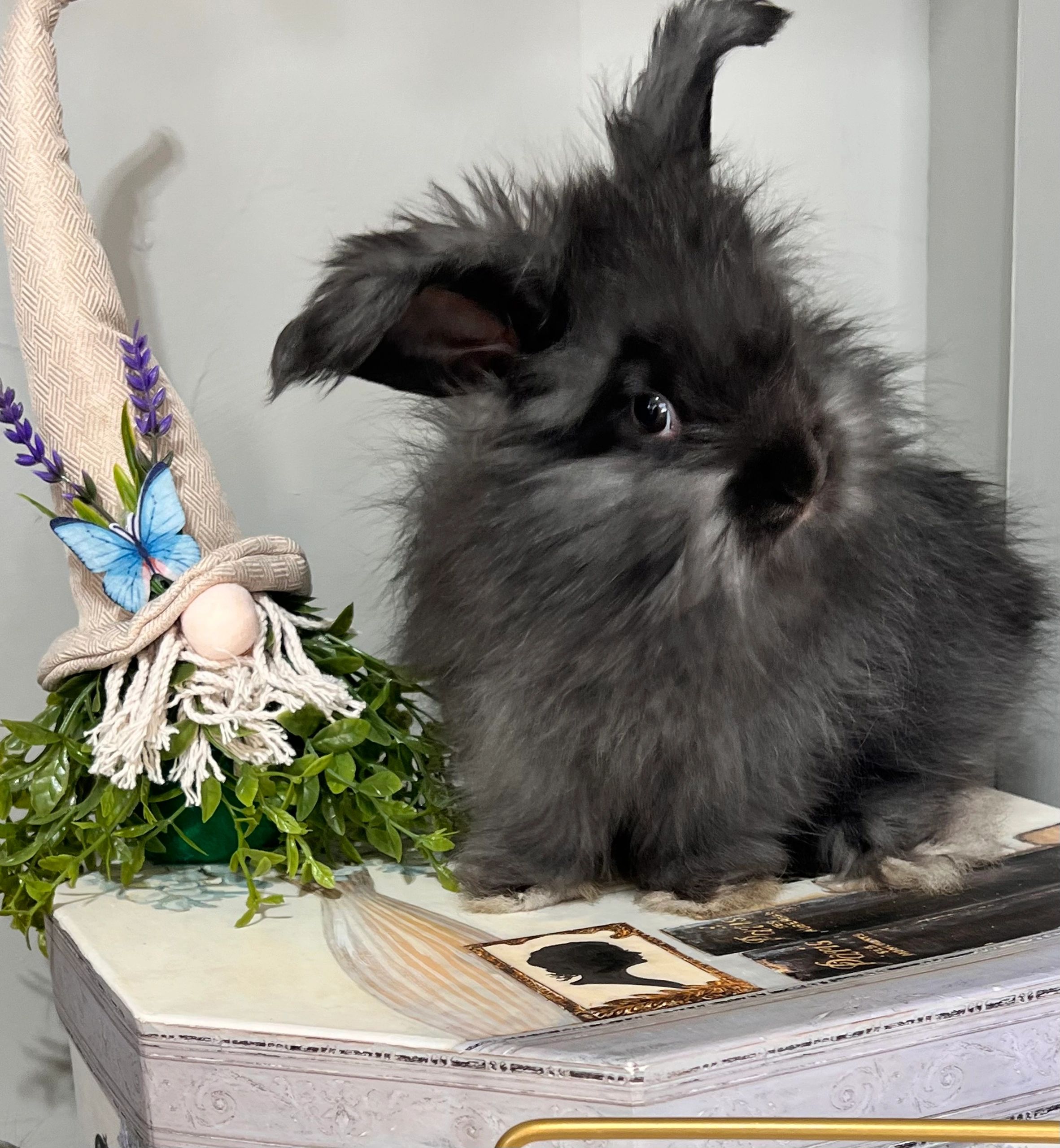 Home | Hoppy Ever After Rabbits