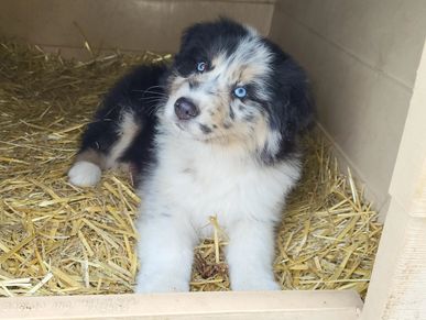 Dobson Dogs - Aussie Breeder, Iowa Breeder, Australian Shepherd Puppies