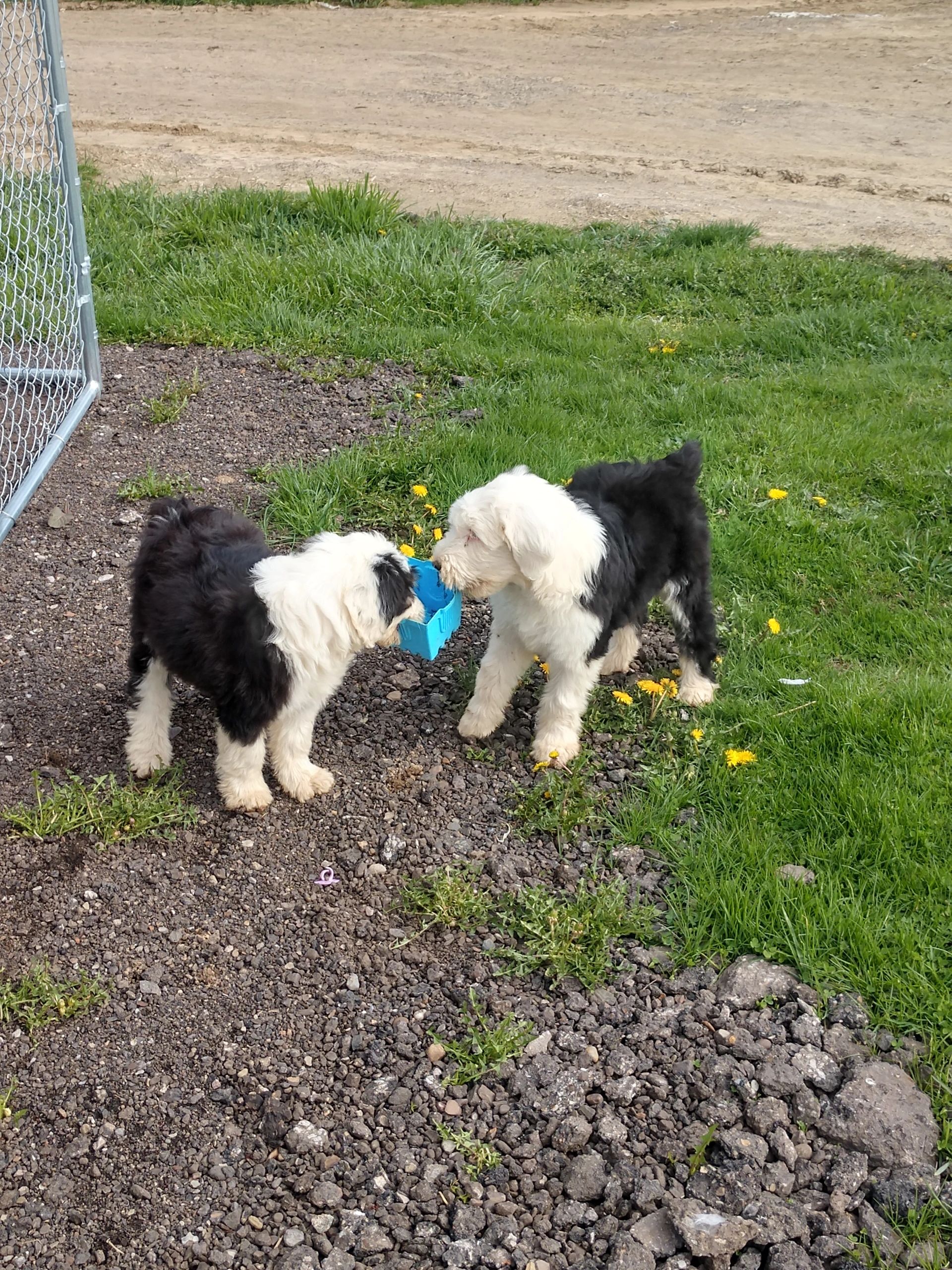 Family Farm Raised Old English Sheepdogs and Sheepadoodles