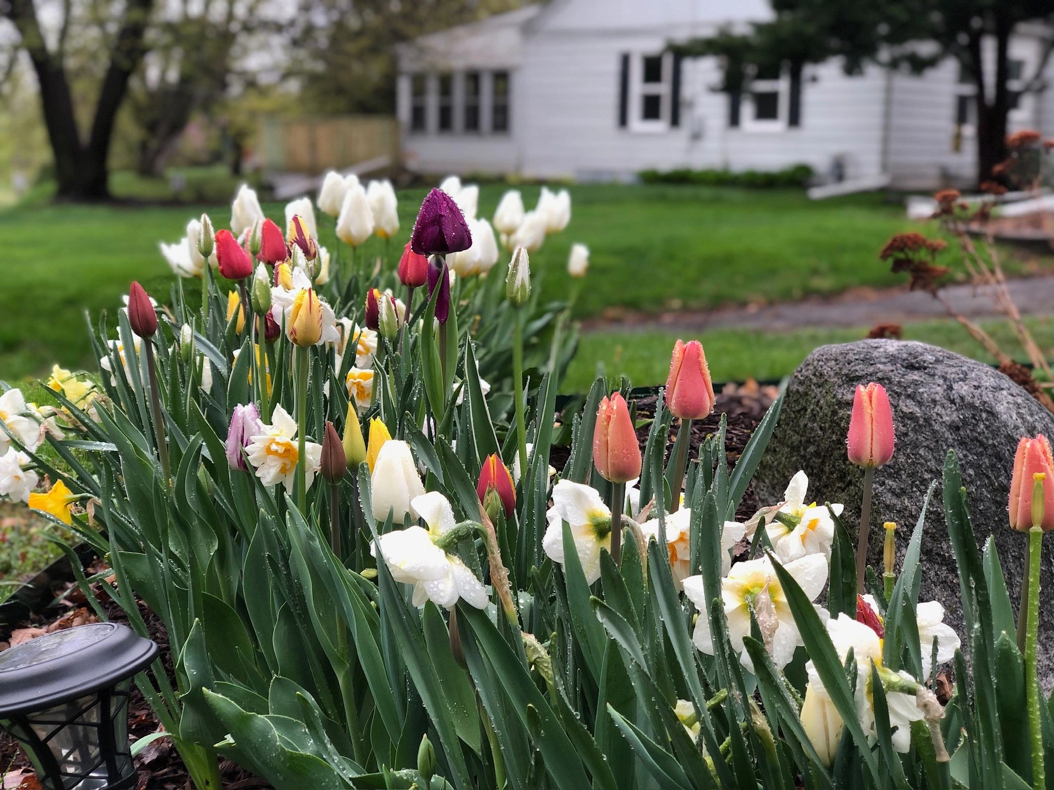 Your guide to a thriving mass bulb planting season
