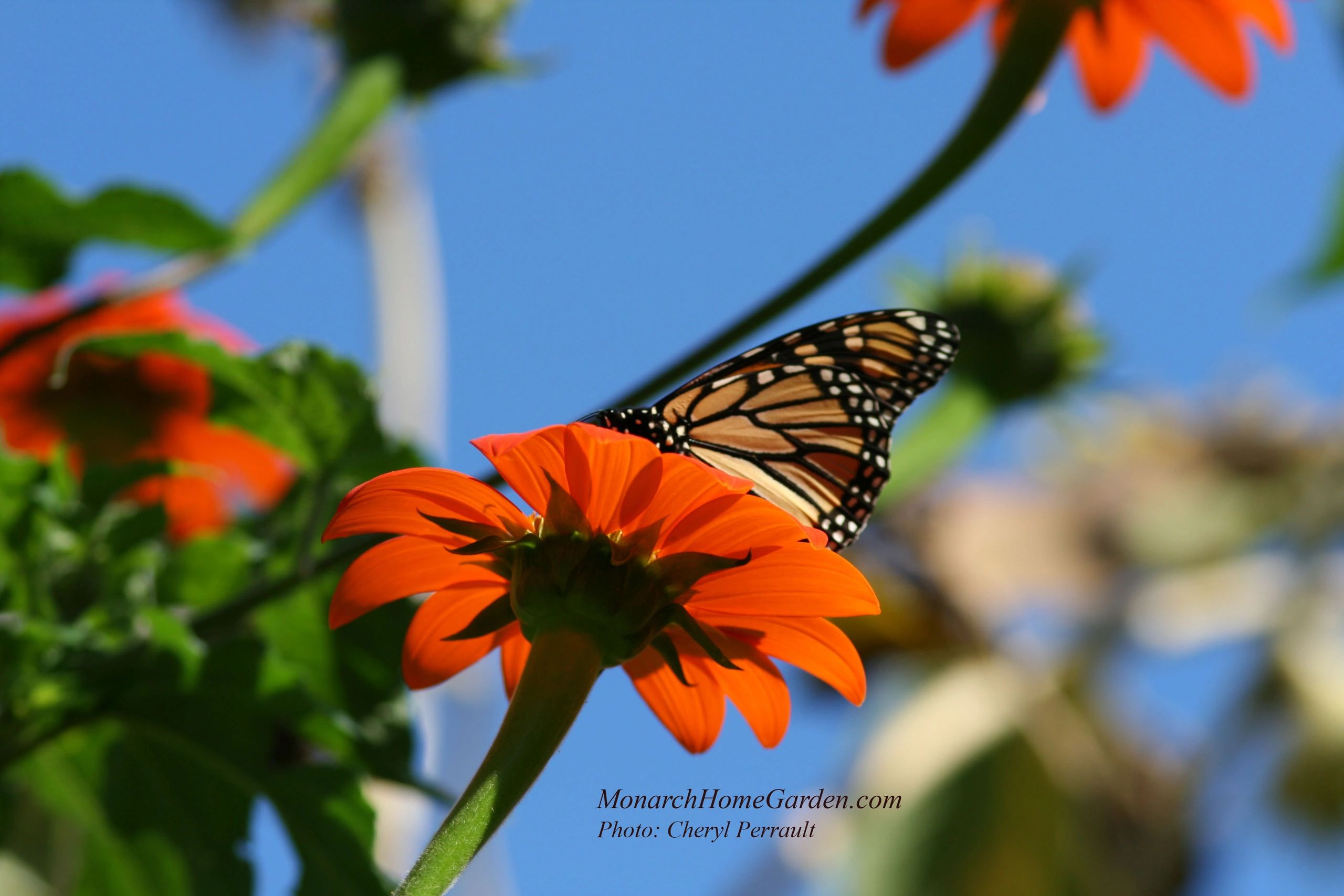 Monarch Home Garden - Monarch Butterfly, Plants, Garden