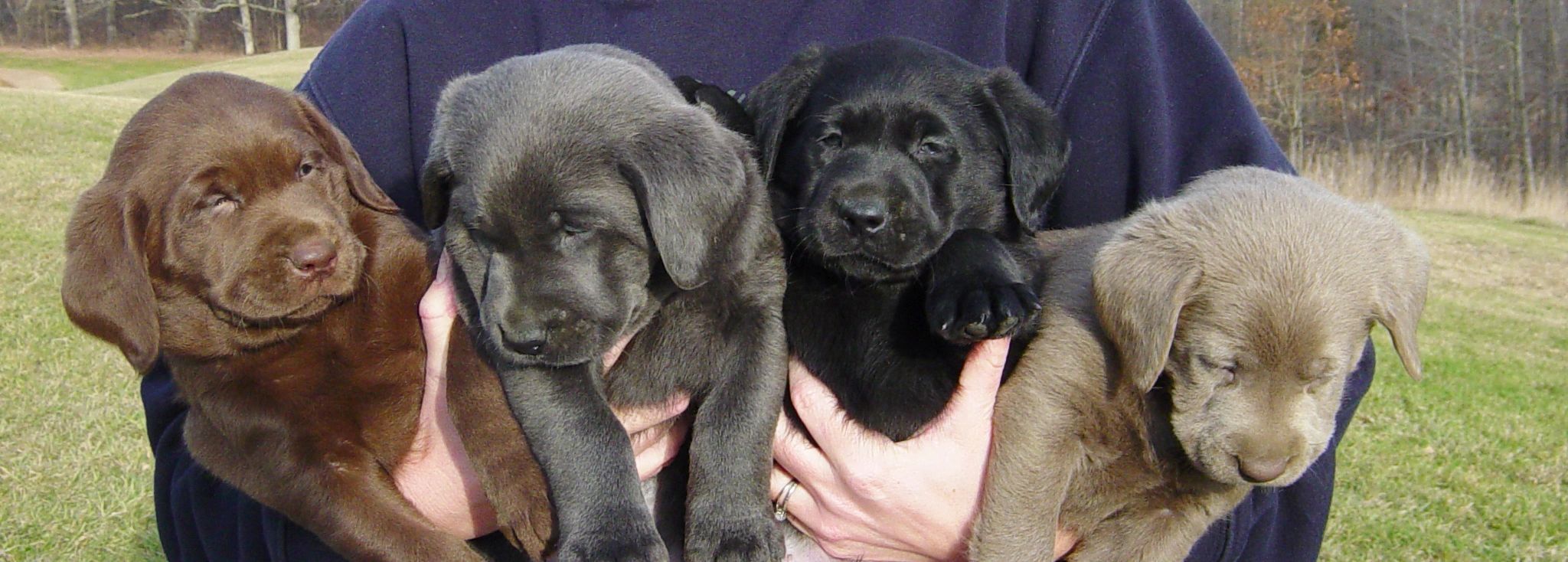 How Much Does A Silver Lab Puppy Cost