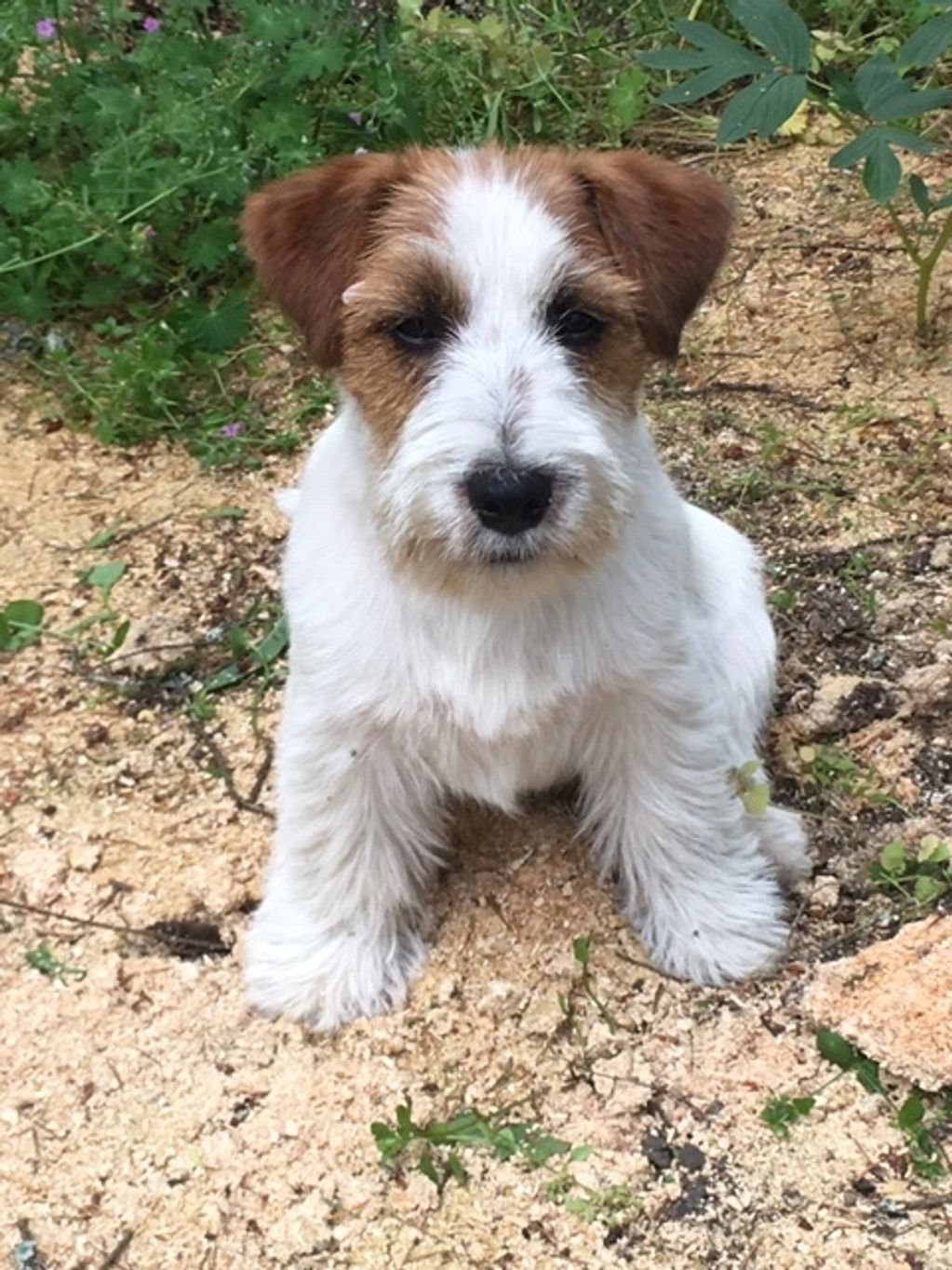 Wichunt Norwich Terriers - Russell Terriers, Breeder