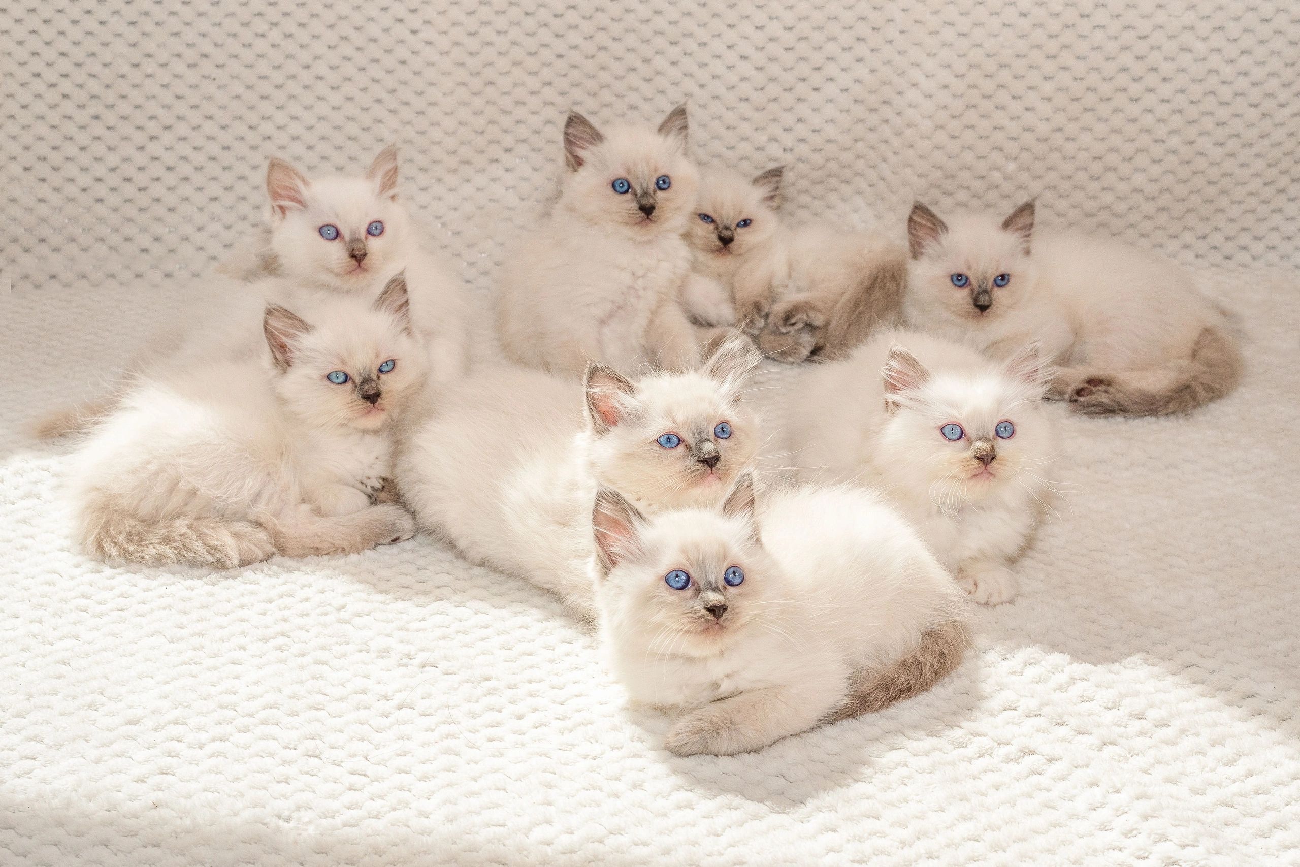 Top Ragdoll Breeders | WhiteKiss Ragdolls