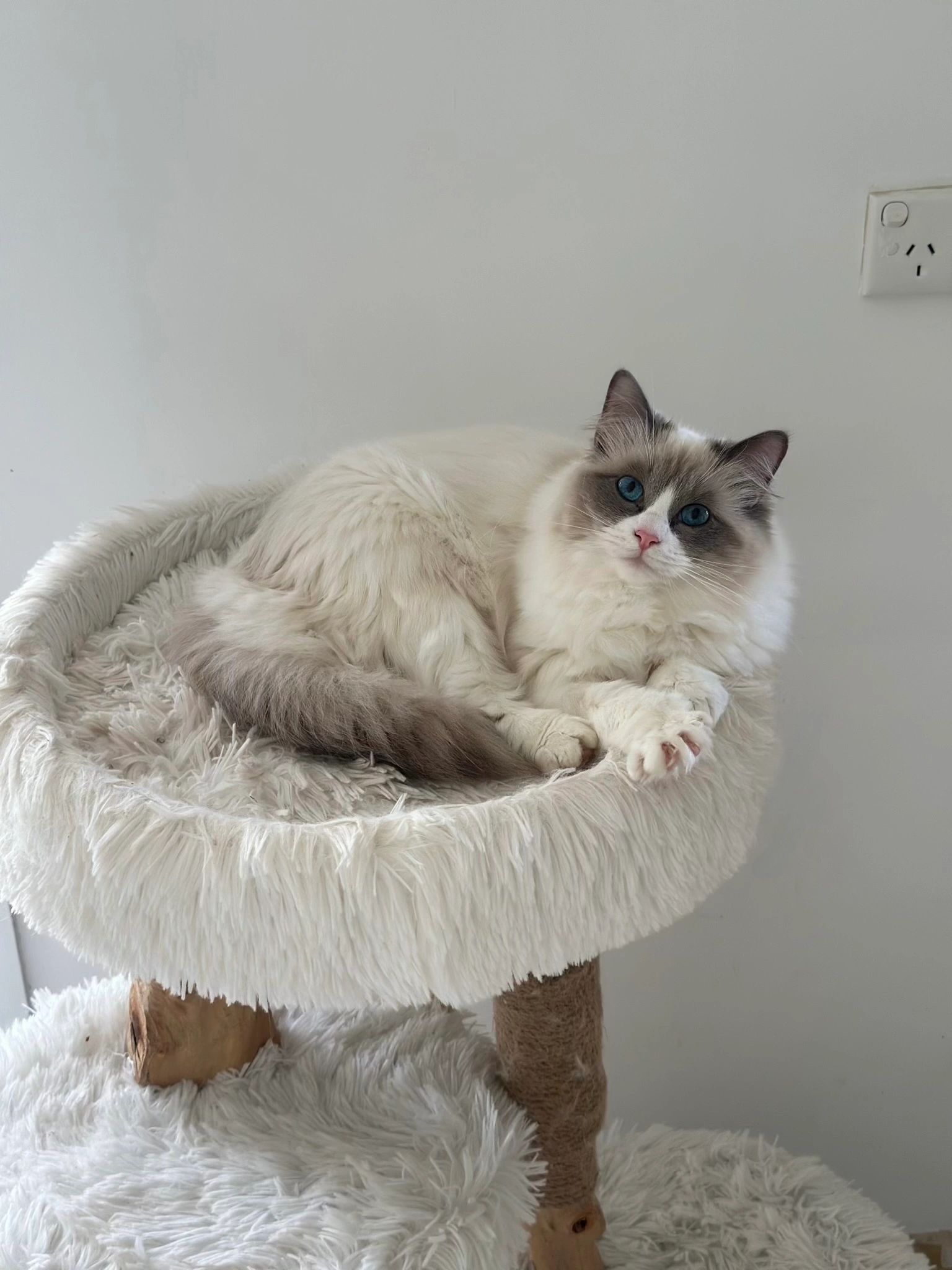 Top Ragdoll Breeders | WhiteKiss Ragdolls