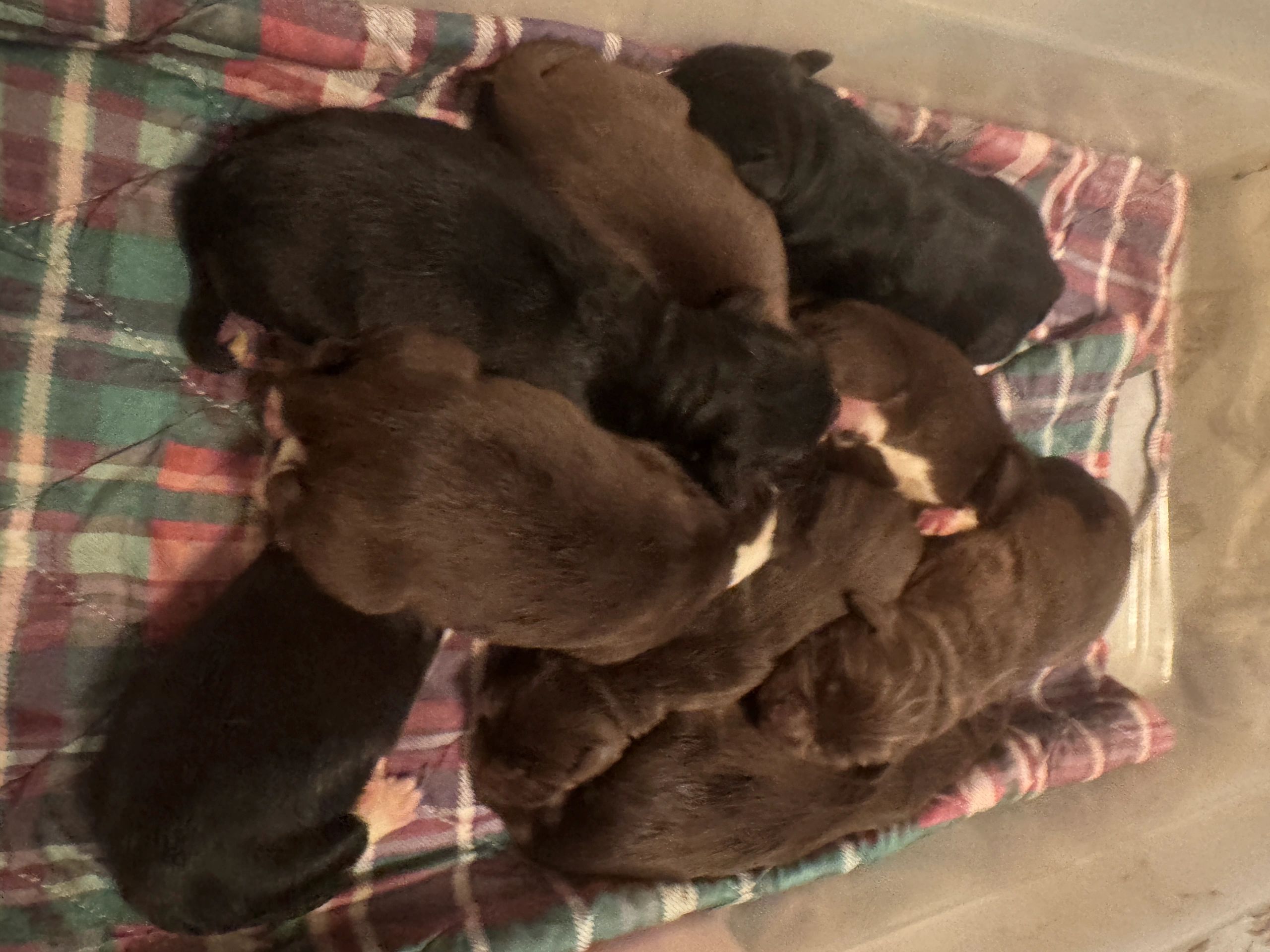 Rocky Hills Newfoundland Pup Farm