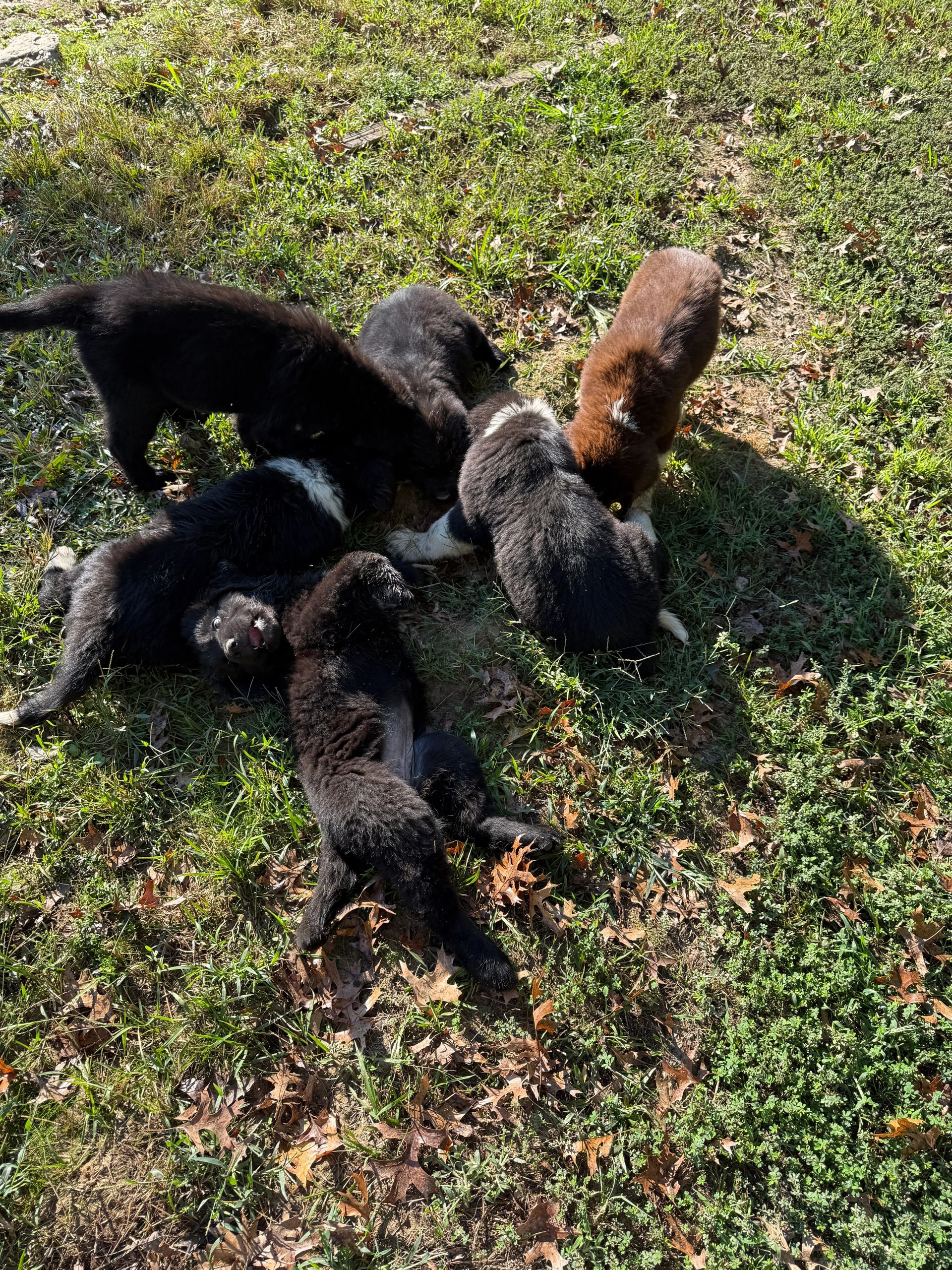 Rocky Hills Newfoundland Pup Farm