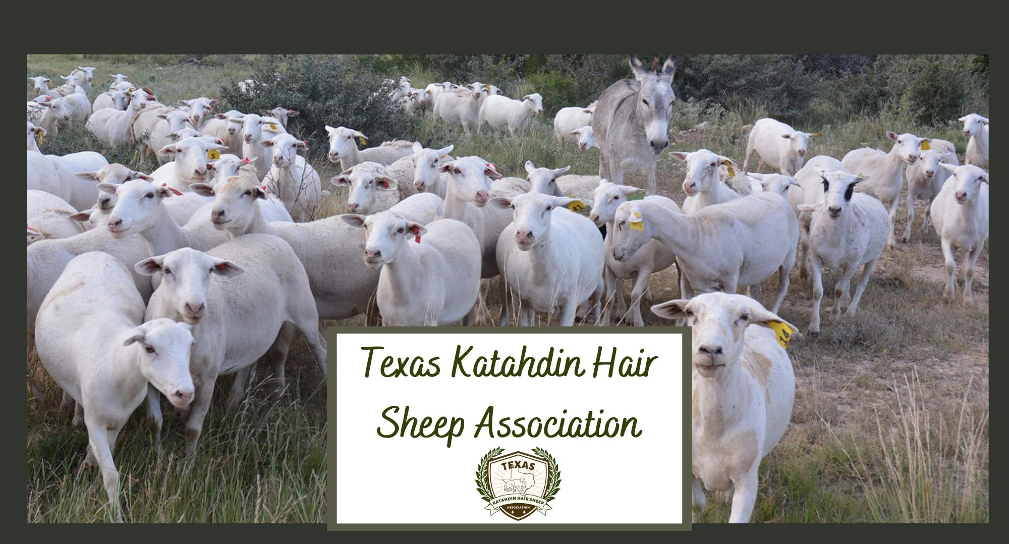 Texas Katahdin Hair Sheep Association | Promote Katahdin Sheep Breed