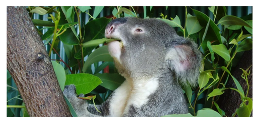 Dundee Adventure Travel