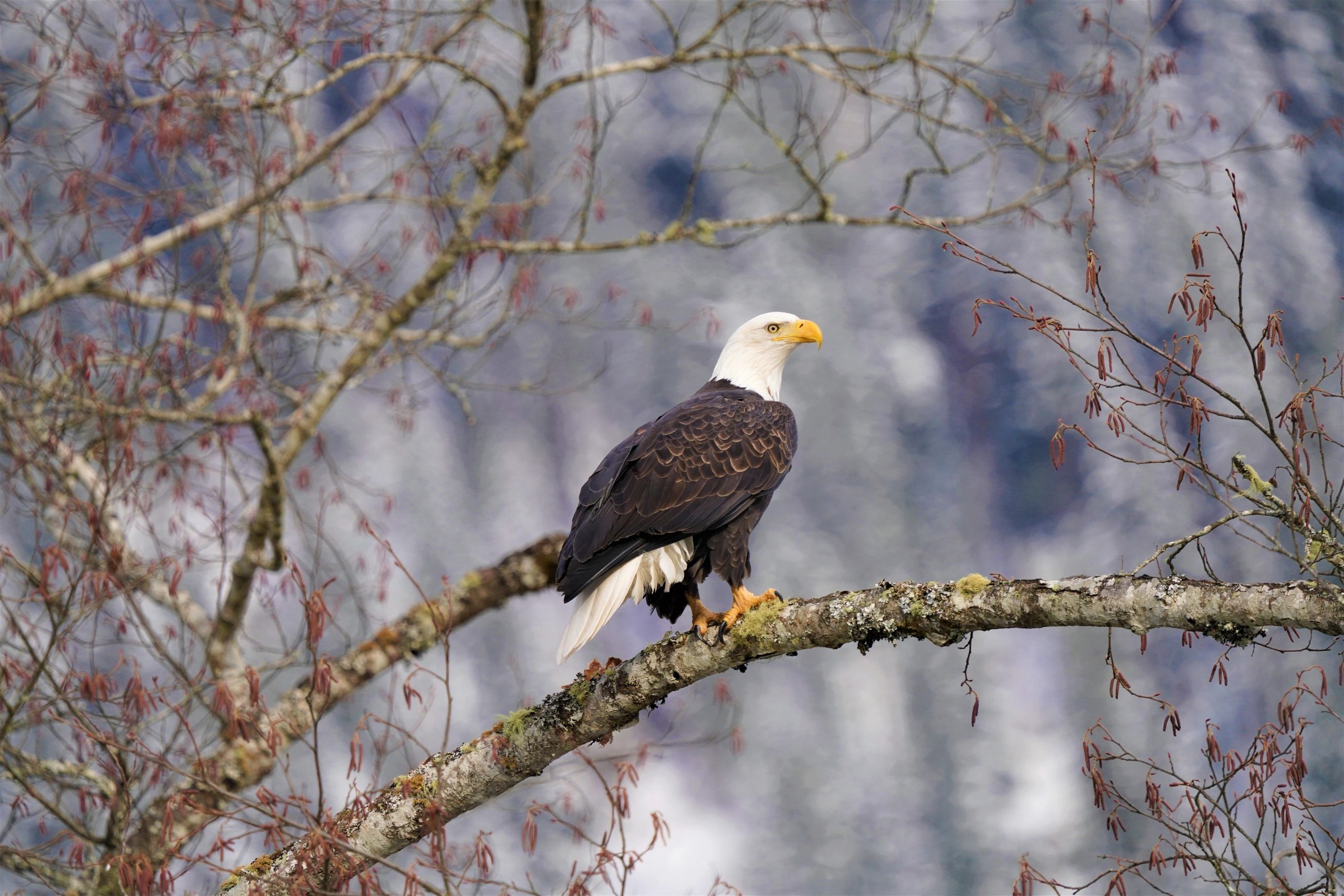Birds and Turtles - Home