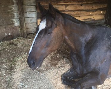 Available for Adoption | National Riding Stables Horse Rescue