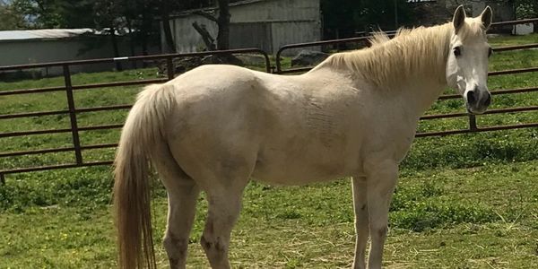 Available for Adoption | National Riding Stables Horse Rescue