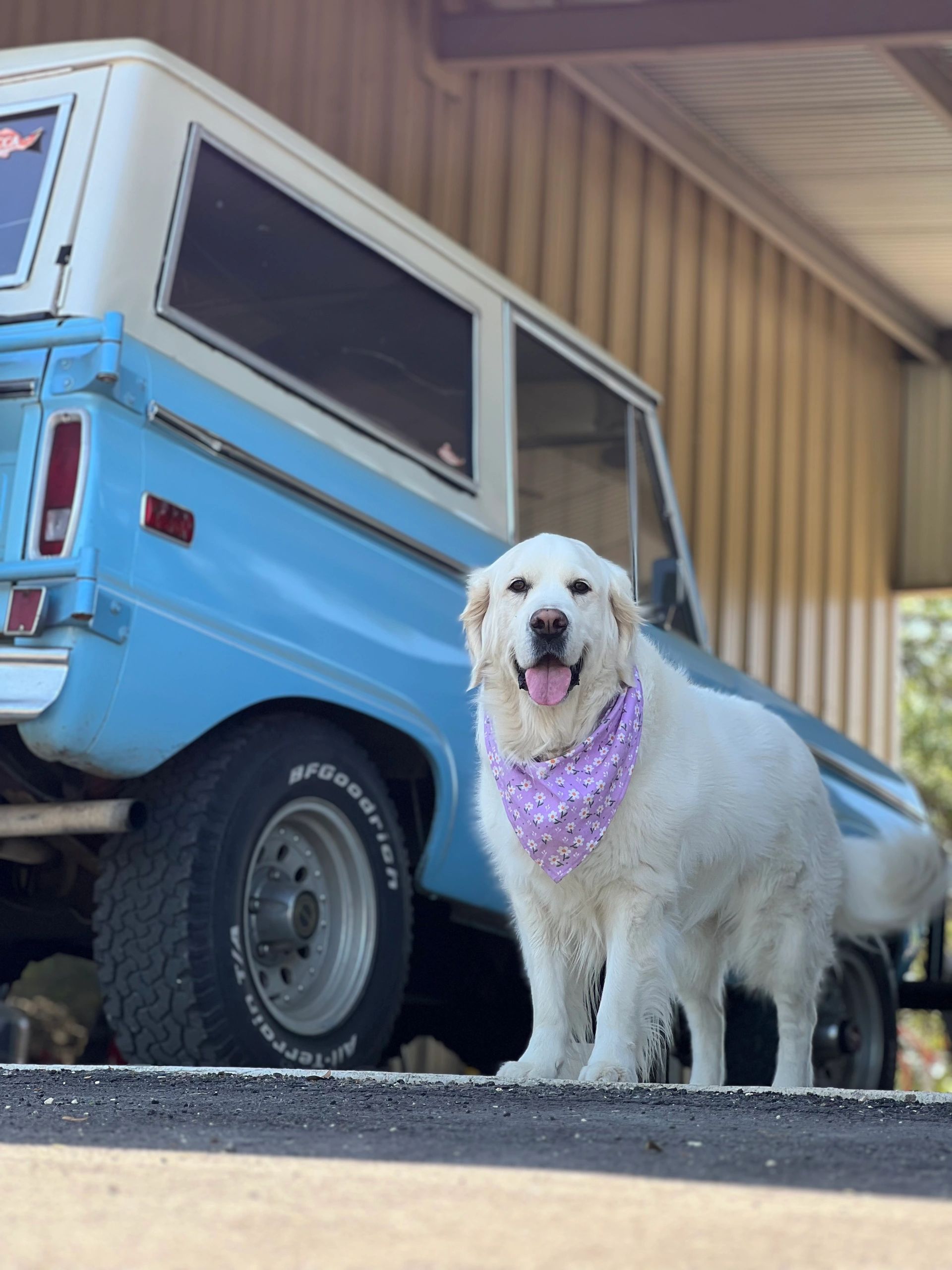 Early Ford Bronco Repair Services | Hilltop Broncos
