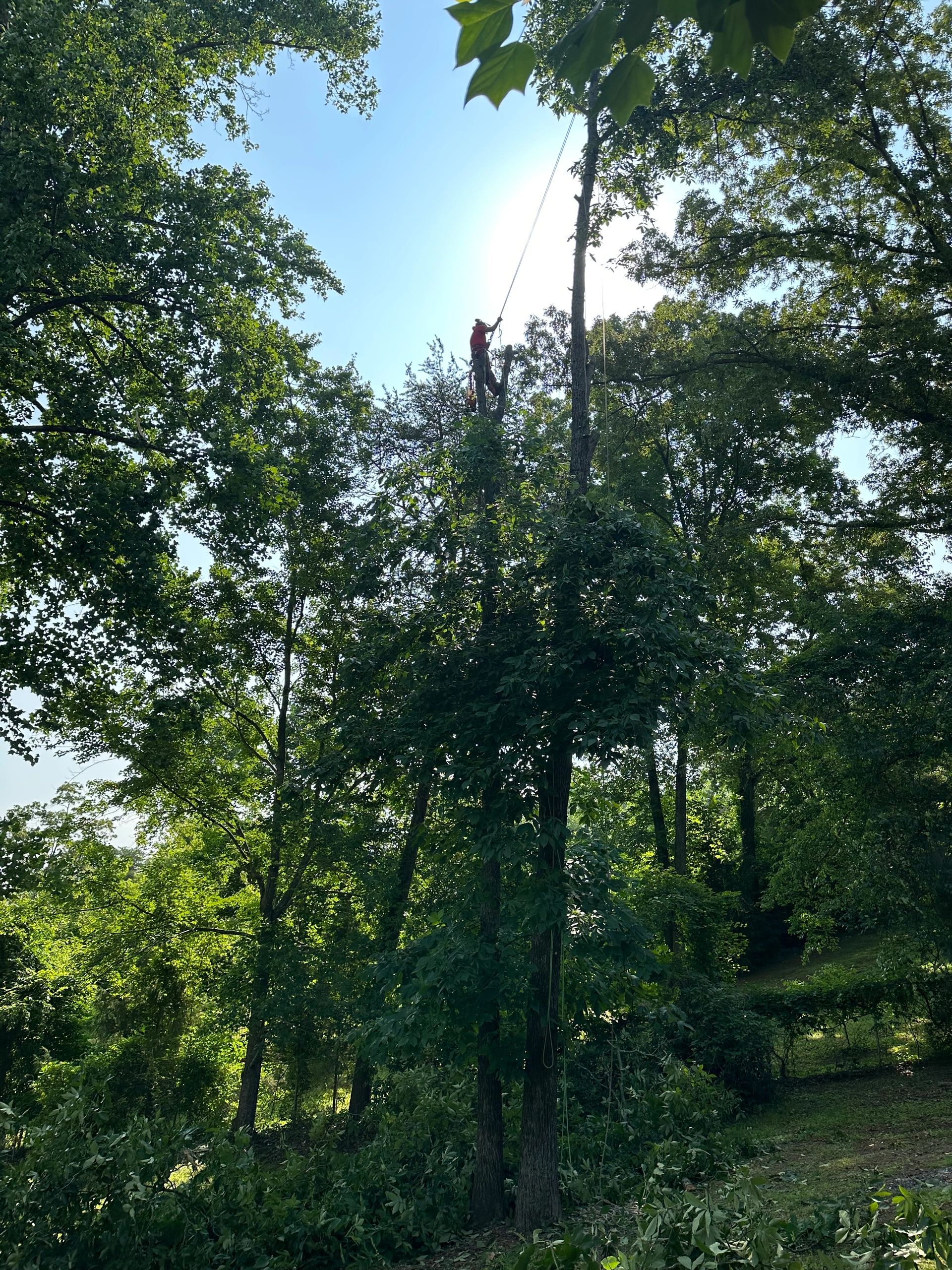 Sims Tree Pros, LLC