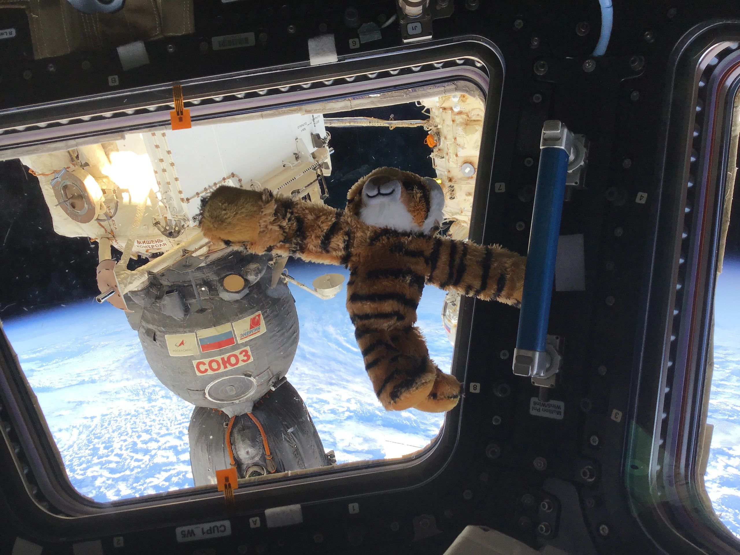 Siberian Tiger Toy was chosen as Soyuz MS-21 Zero-G indicator