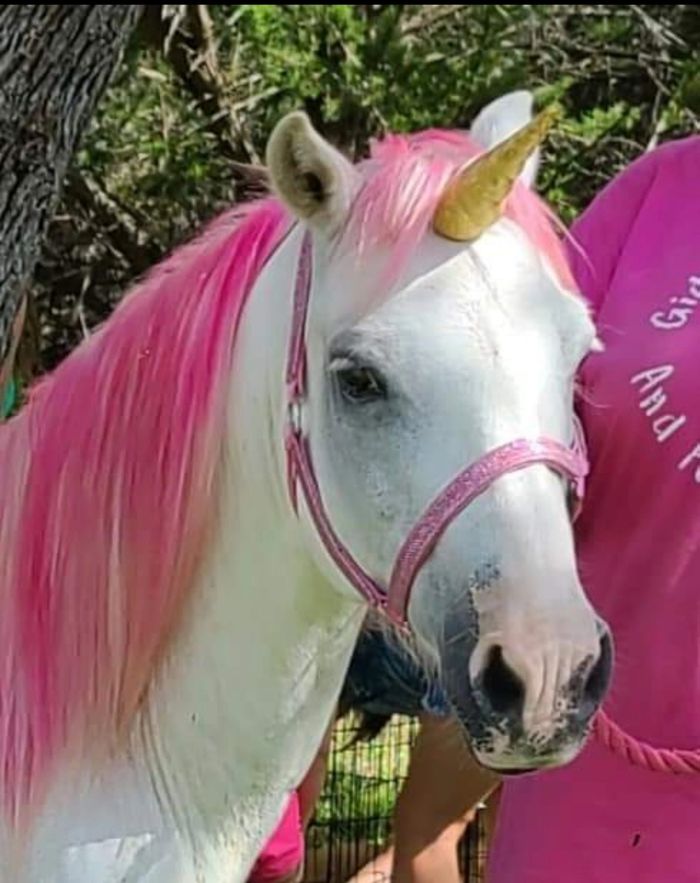 Giddy Up Pony Parties and Petting Zoos - Pony Rides, Petting Zoo