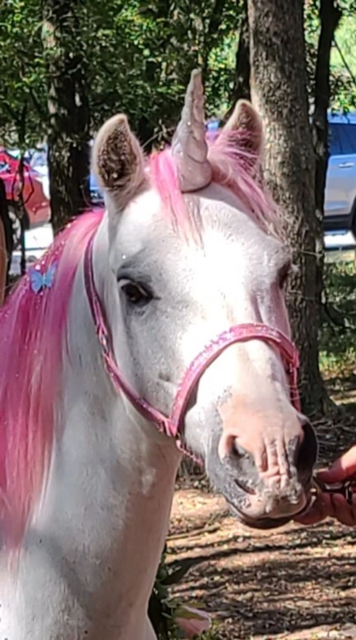 Giddy Up Pony Parties and Petting Zoo