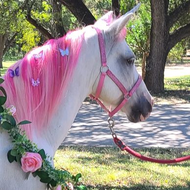 Giddy Up Pony Parties and Petting Zoo