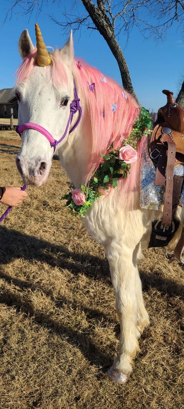 Rocky | Giddy Up Pony Parties and Petting Zoo
