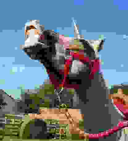 Giddy Up Pony Parties and Petting Zoo