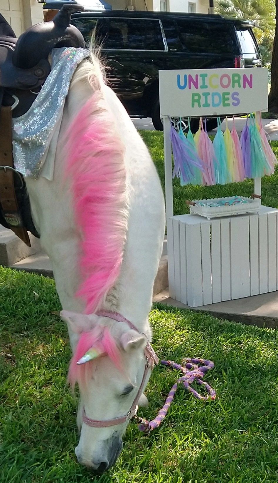 Giddy Up Pony Parties and Petting Zoo