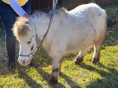 Meet Our Zoo Pals | Giddy Up Pony Parties and Petting Zoo