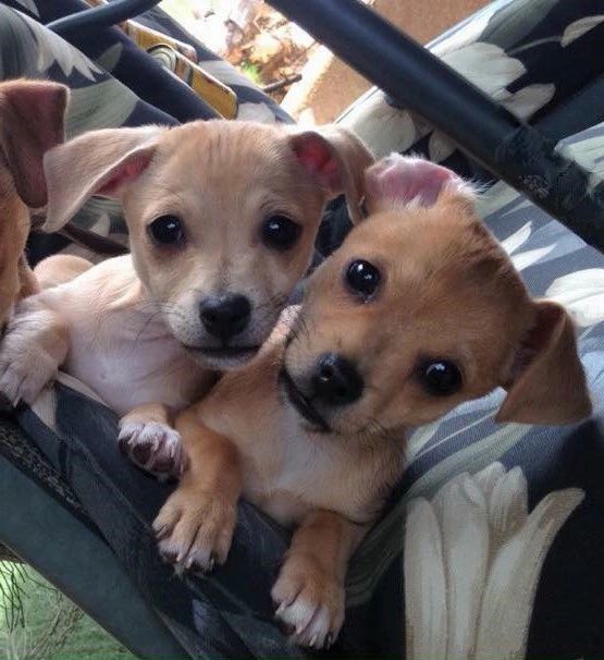 A Barking Chance Animal Rescue. Inc