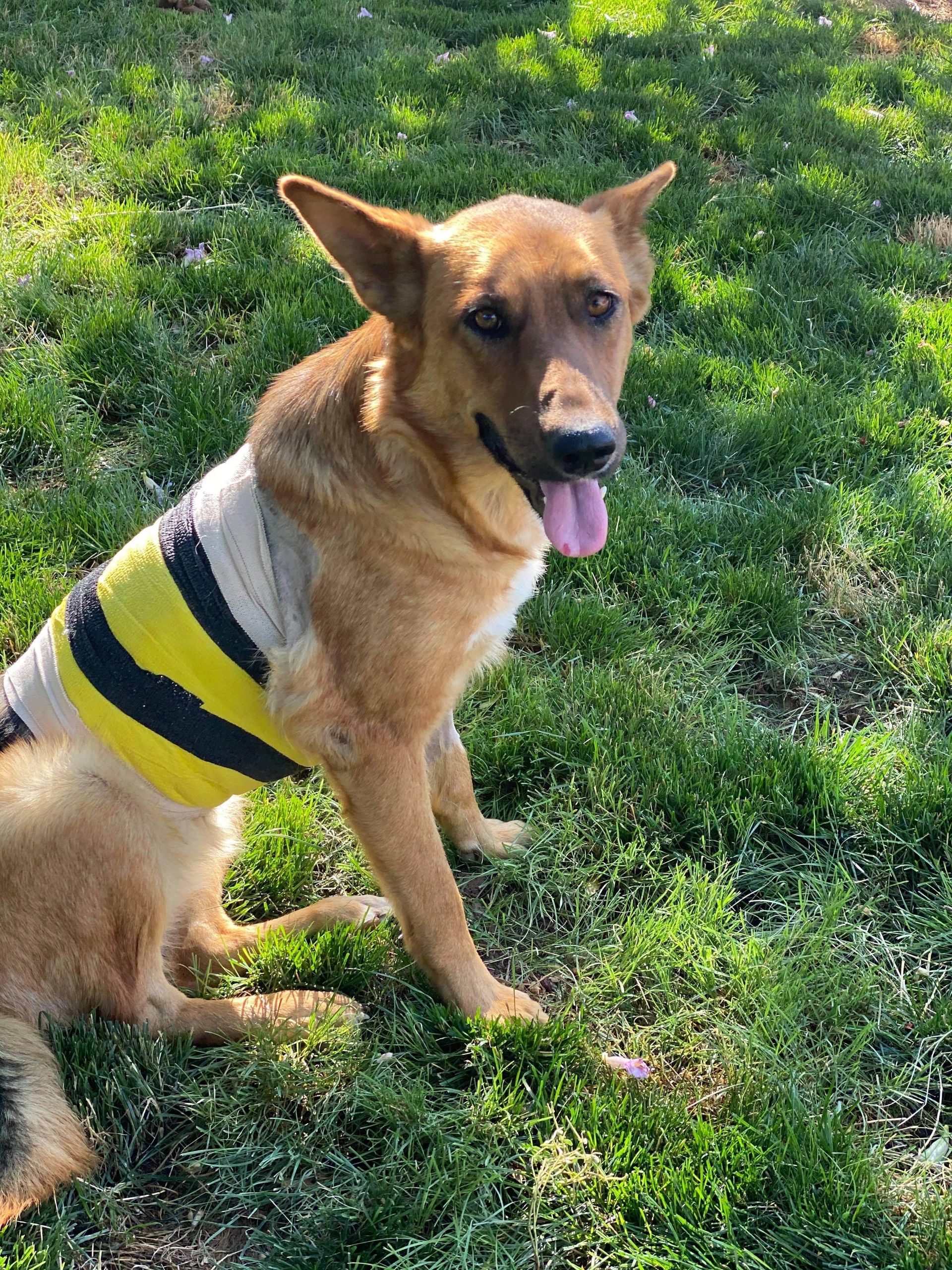 A Barking Chance Animal Rescue. Inc