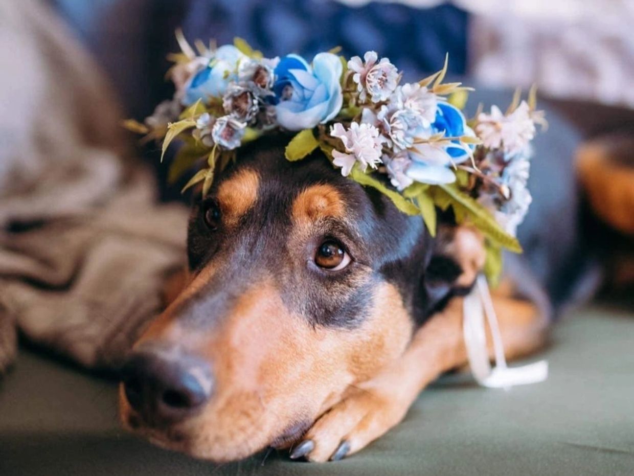 A Barking Chance Animal Rescue. Inc