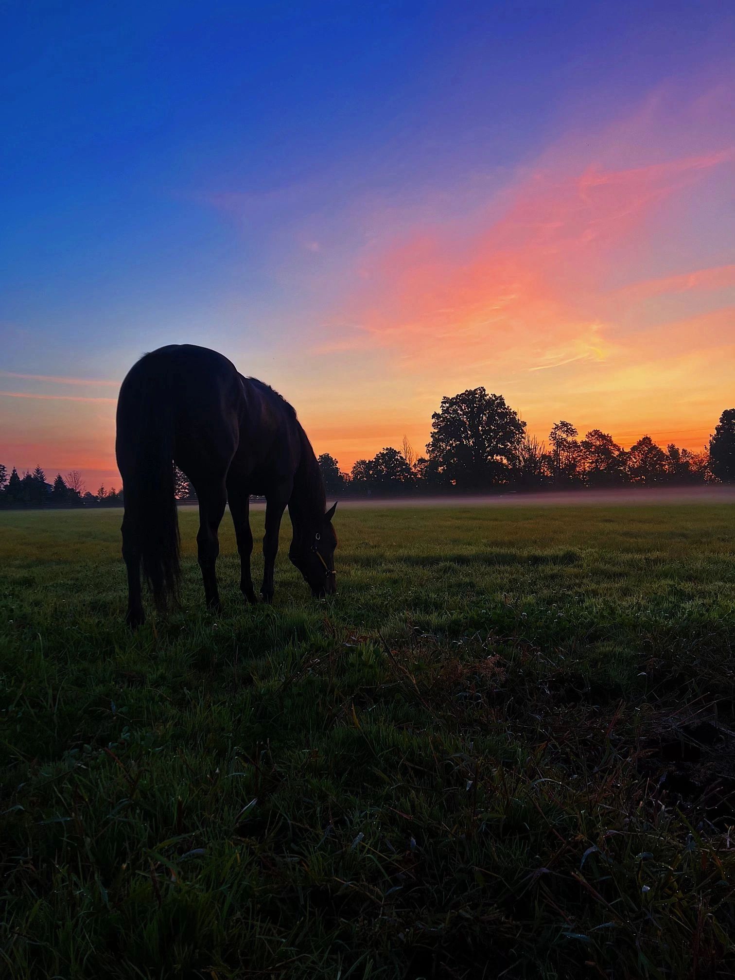 Equine Equilibrium Salt Therapy for Optimal Health