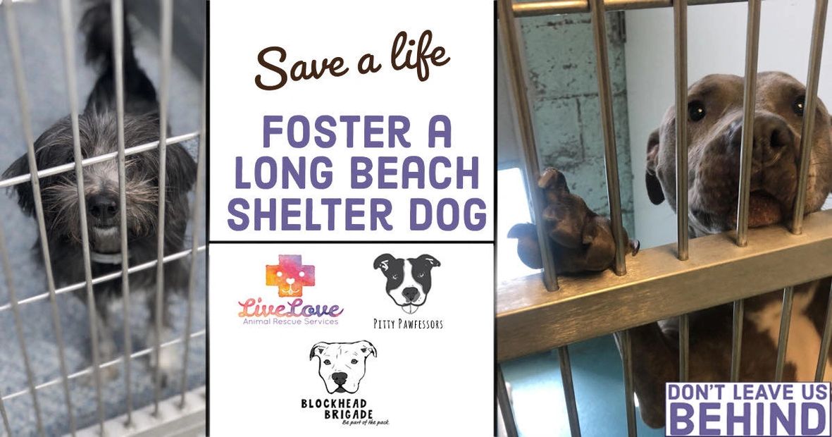 Our Team | Live Love Animal Rescue