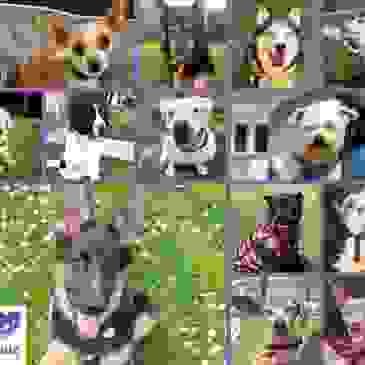 Live Love Animal Rescue - Dog Rescue, Dog Adoption