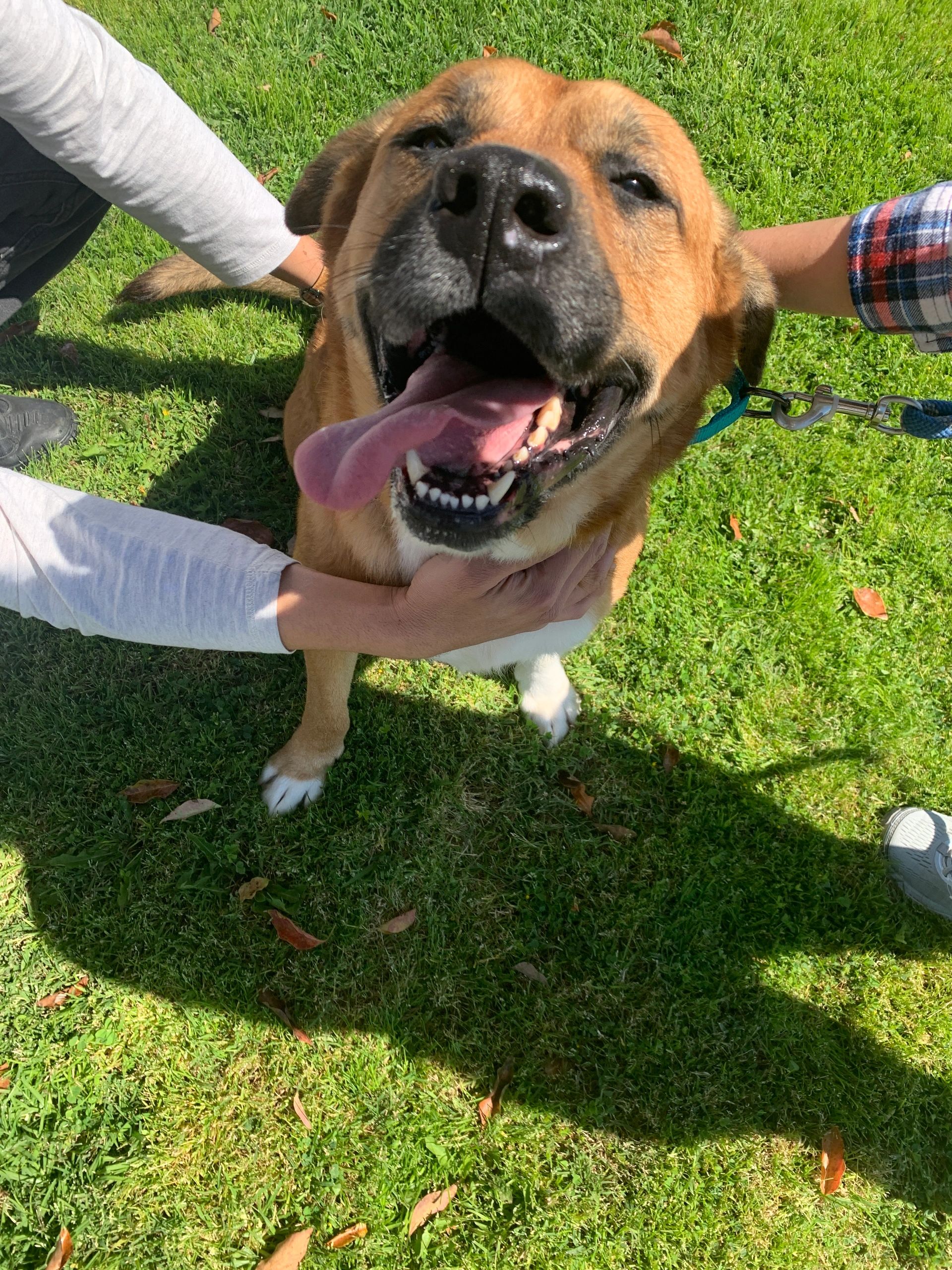 How Long Do Rescue Dogs Live