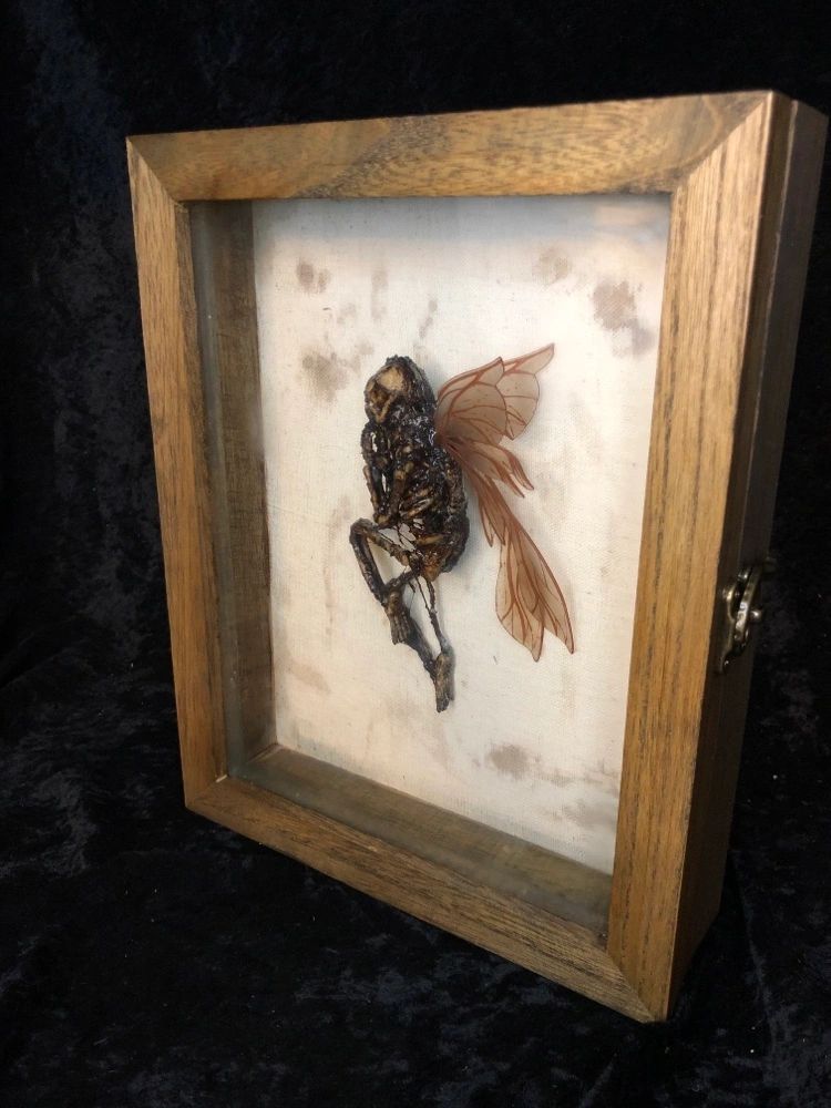 Dead Fairy Display